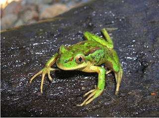 especies chilenas: El Sapito selvático (Hylorina sylvatica)