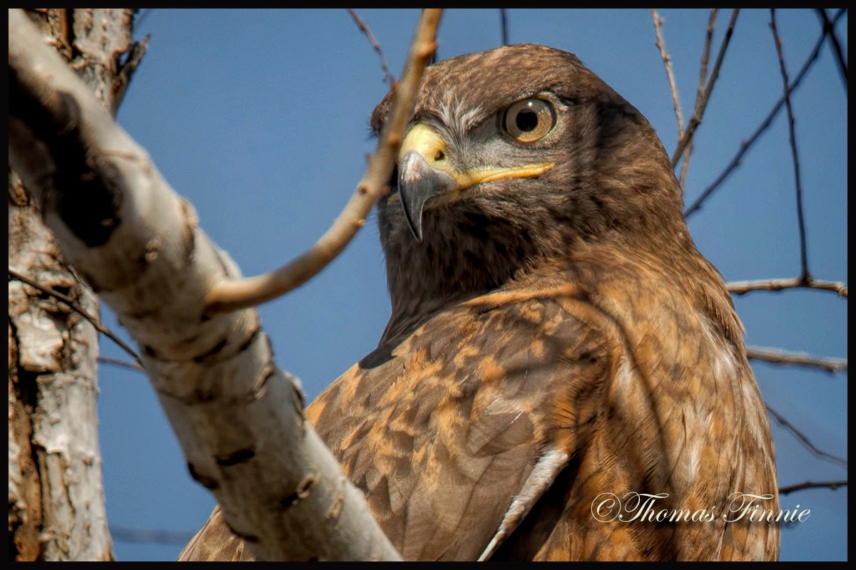 Thomas Finnie Photography: RARE DARK MORPH FERRUGINOUS HAWK