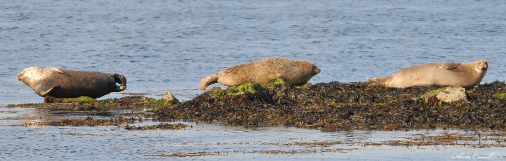 My trip to Ireland: Inis Mór: its Seal Colony and my new 200 mm which ...