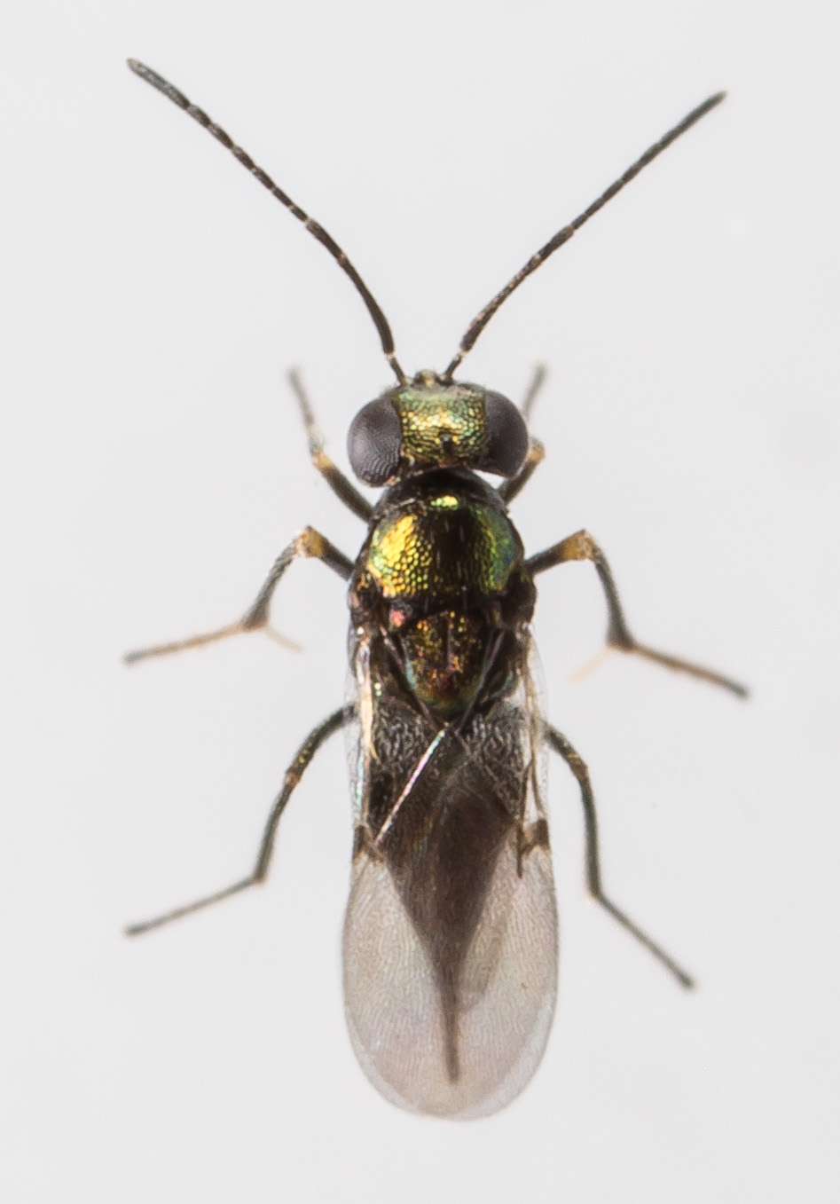 Arizona: Beetles, Bugs, Birds and more: A tiny wasp with enormous ...