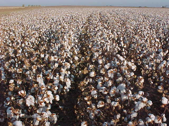 Wheat Intercropping with standing Cotton Crop - Cropping Technology