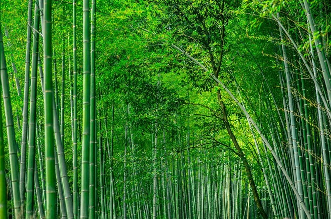 Rừng tre đẹp hút hồn ở Nhật Bản | Hướng dẫn viên du lịch