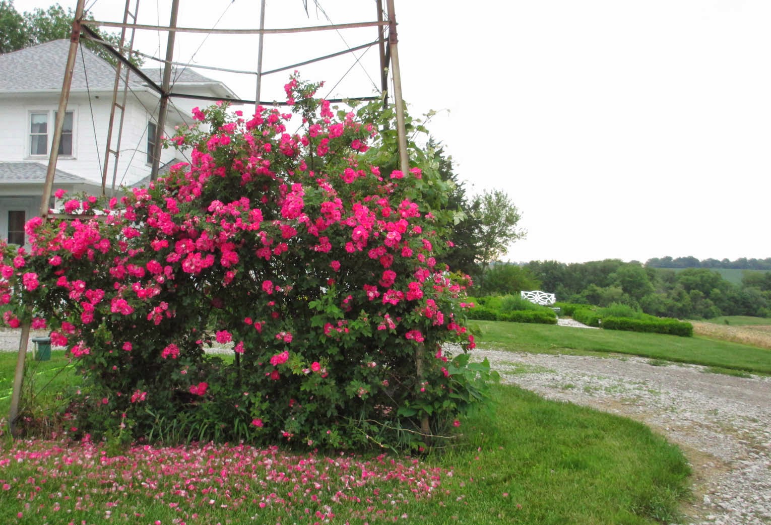 Garden Fancy: The Most Beautiful Time of Year (is this wonderful or ...