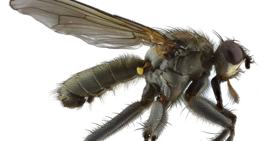 Nature photography with magnification: Photographing of insect ...