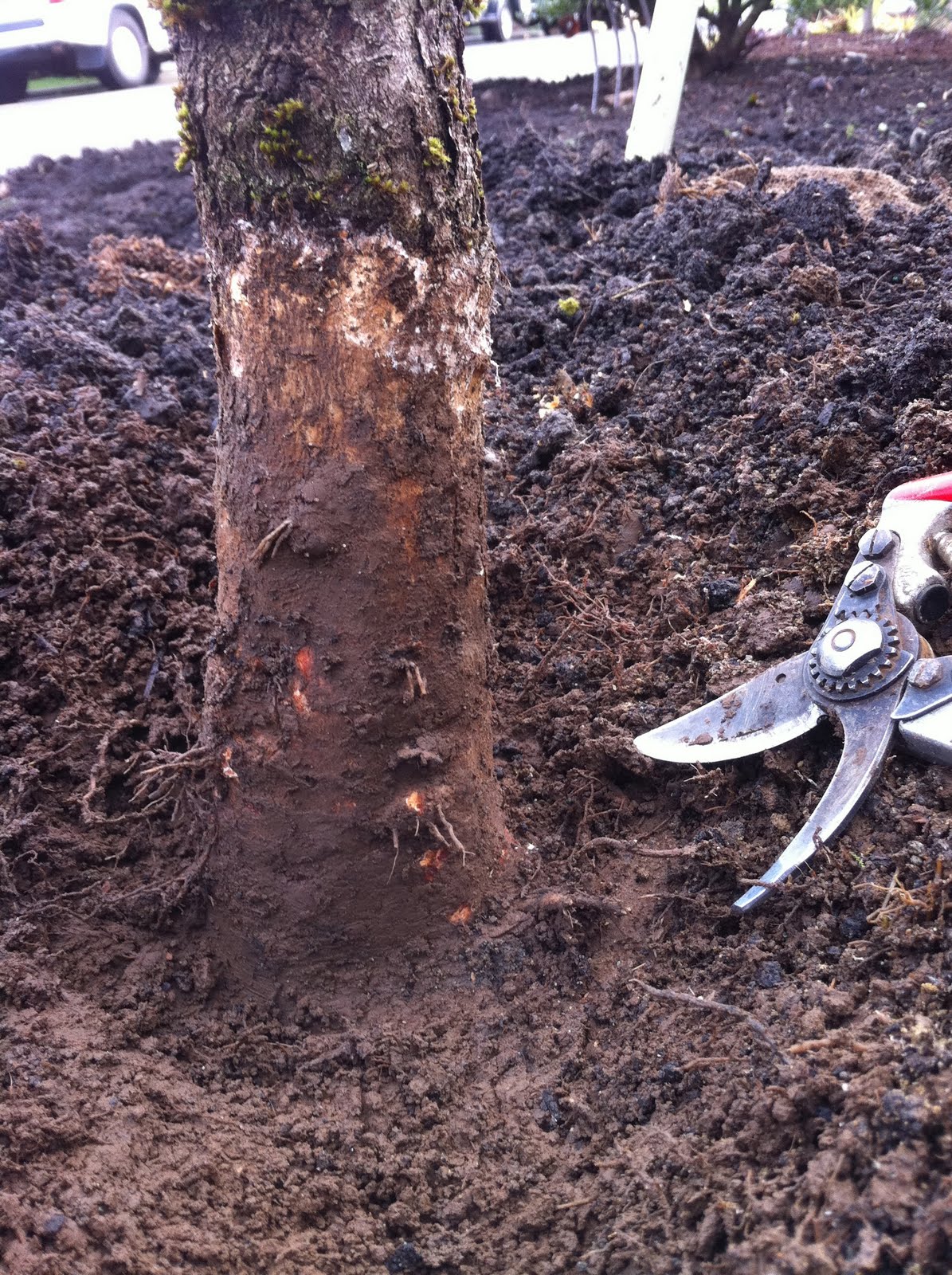 Native Root Designs: Planting trees- watching for the crown