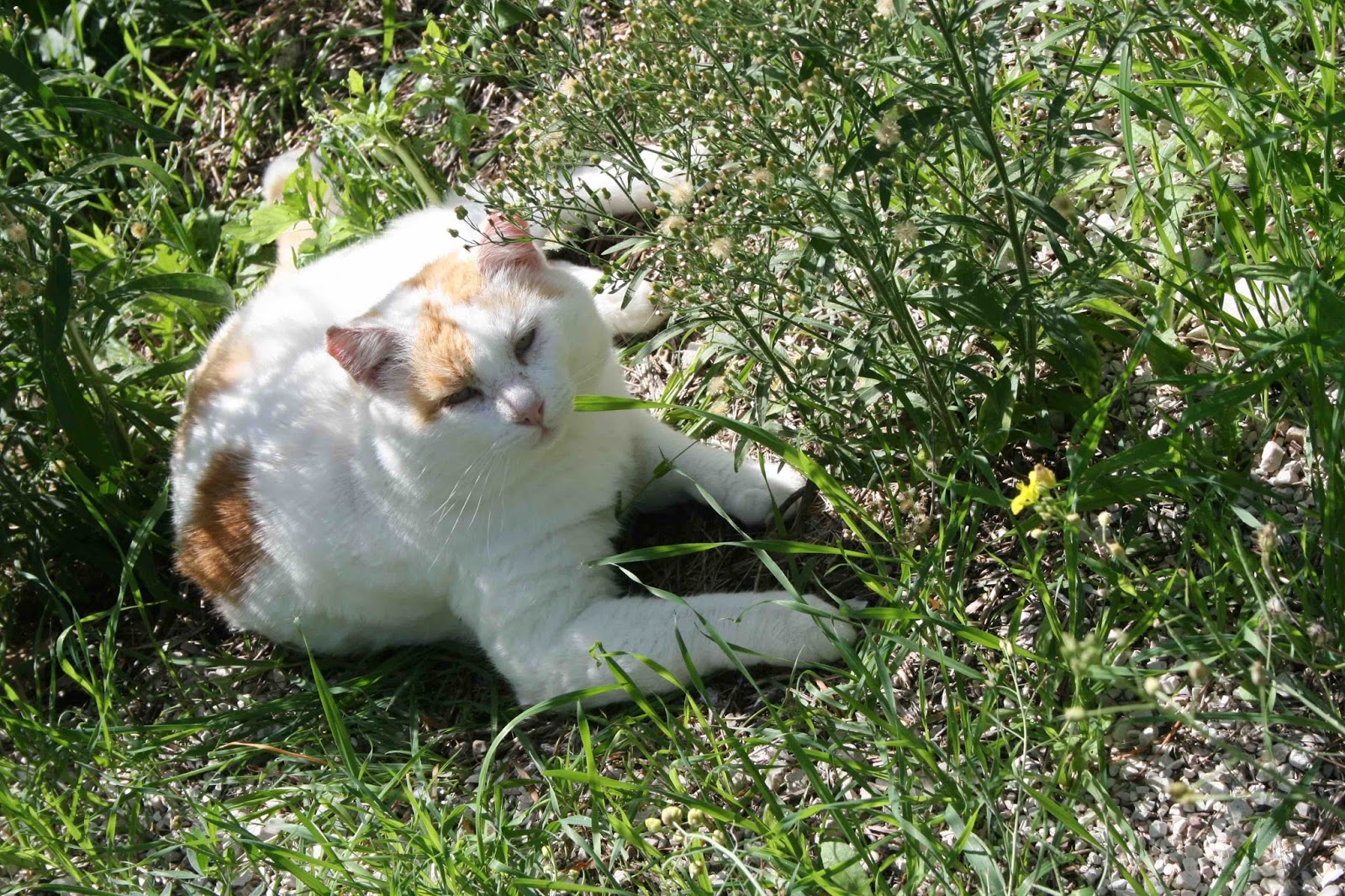 A Cappuccino Minute: Gatti Italiani: Italian Cats!