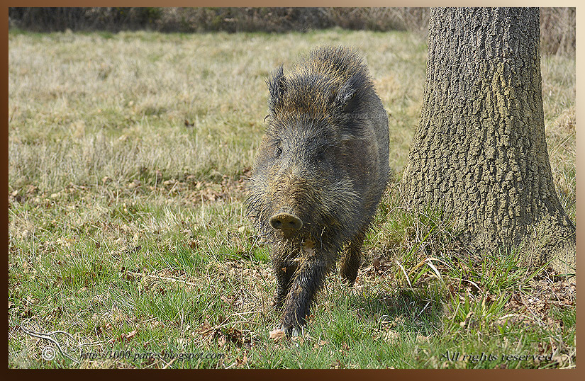 WILDLIFE GATEWAY: Wild boars: their diet