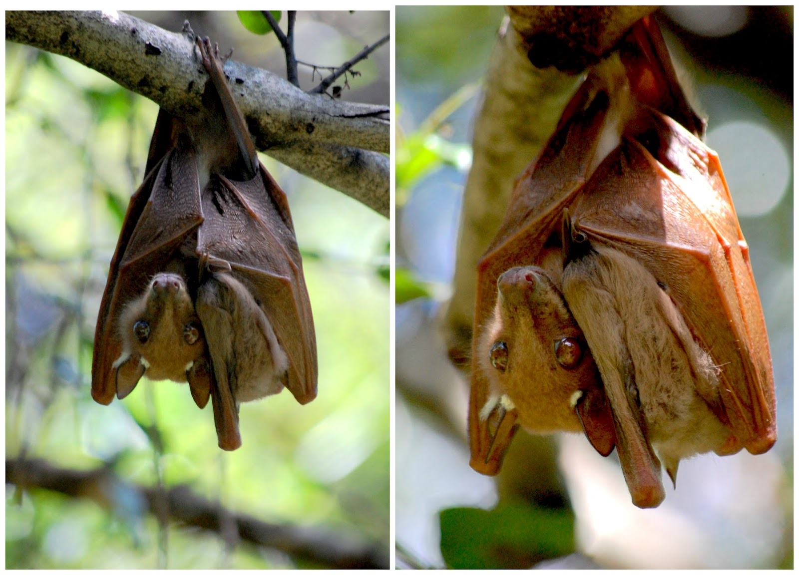 Notes From Kenya: MSU Hyena Research: Talek Camp's Bush Life: A - Z (Pt.1)