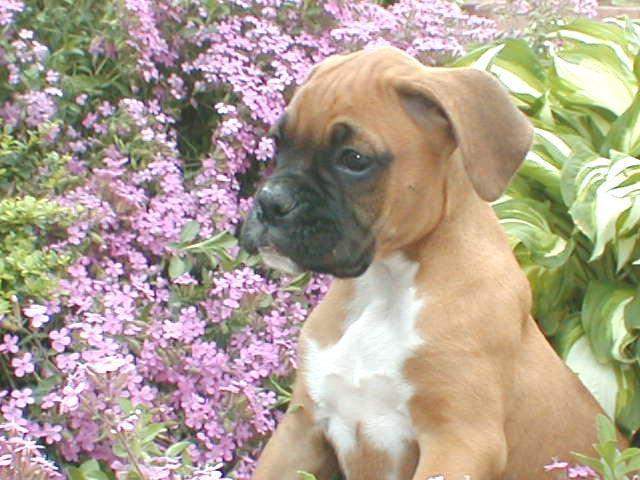 boxer puppies | boxer puppy | boxer puppys | boxers puppies | best cute ...