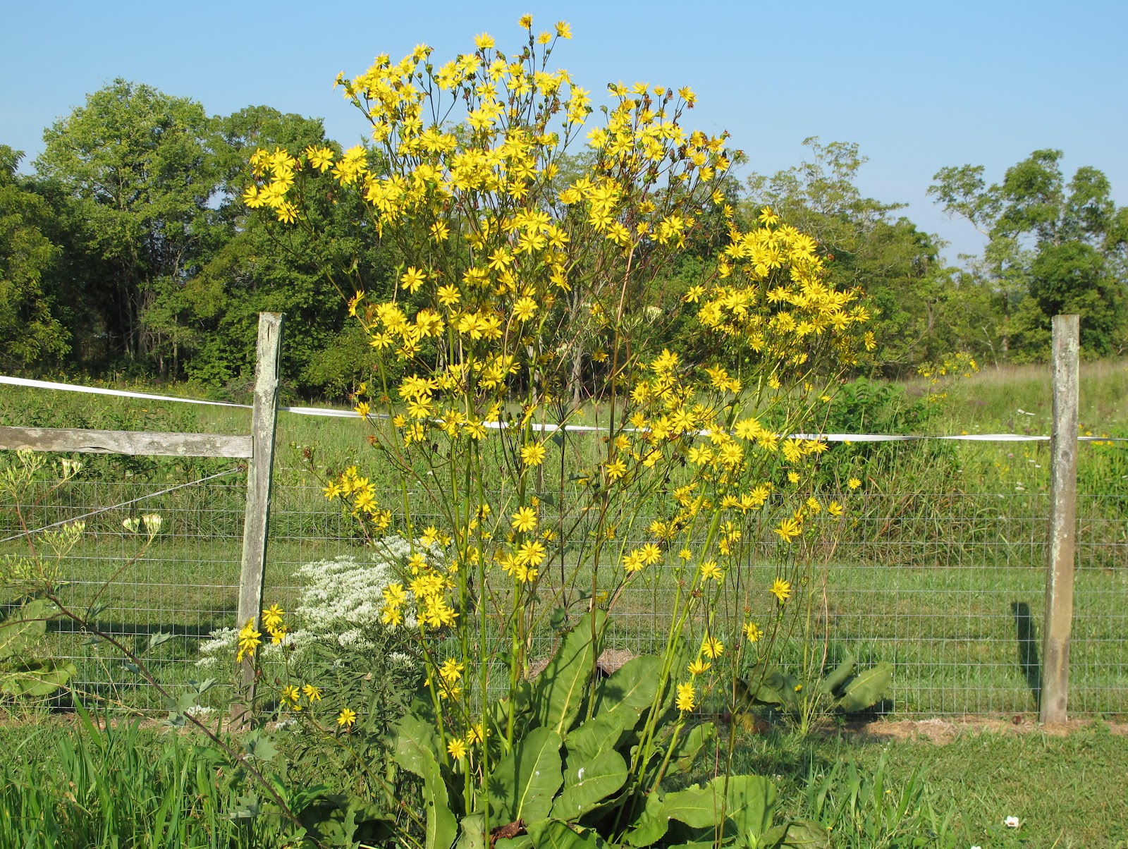 Blue Jay Barrens: Prairie Dock