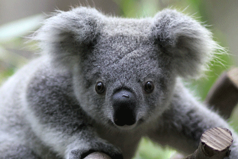 COALA - SAIBA TUDO SOBRE ESSE MAMÍFERO FOFO E RARO