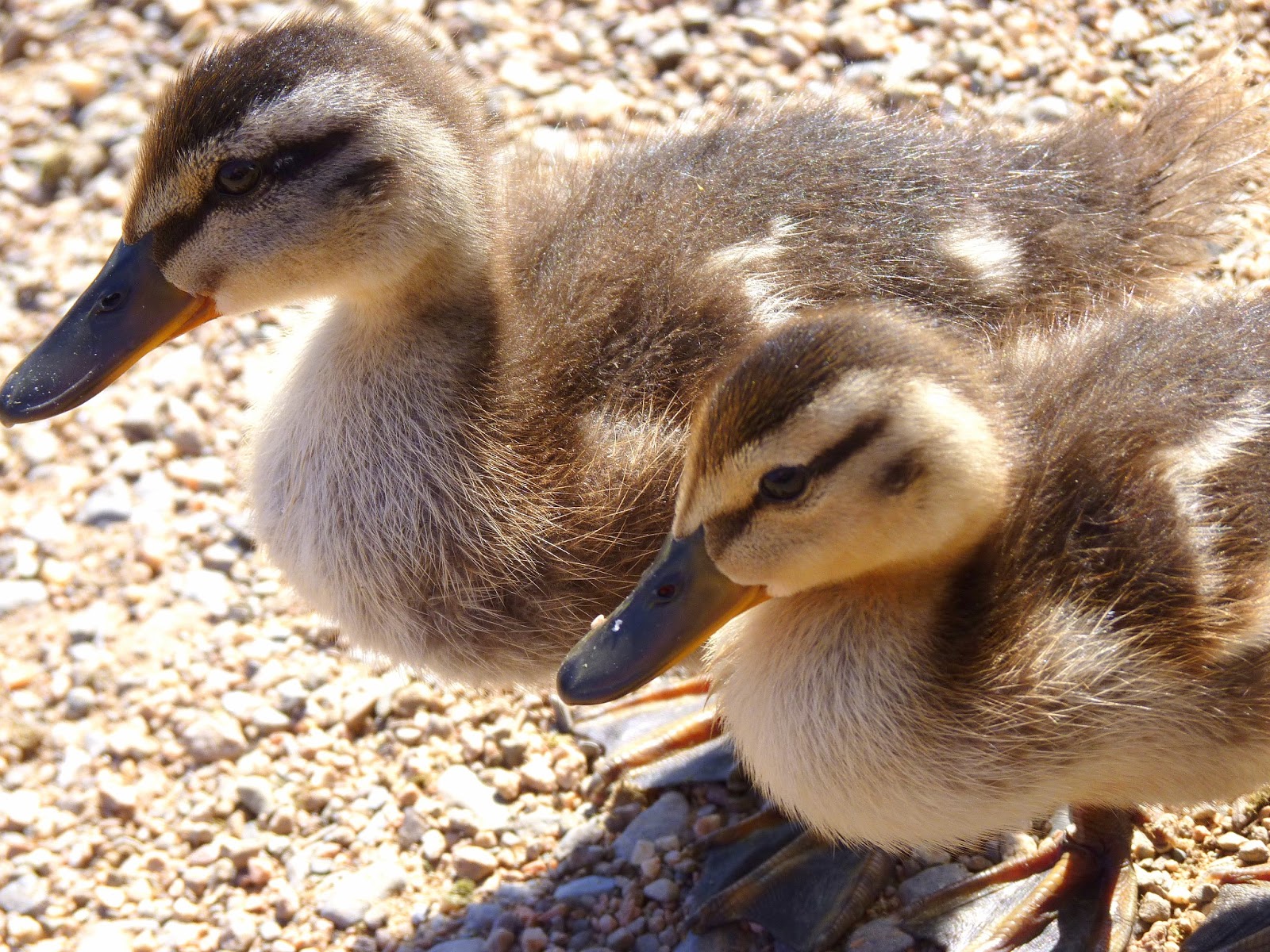 Birding For Pleasure: Baby Eider video