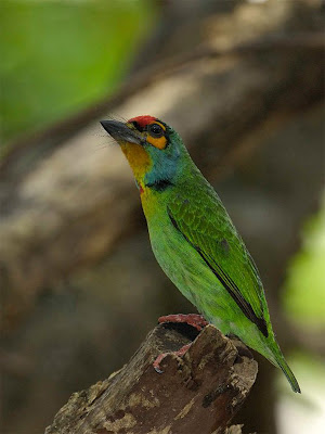 Sri Lankan Endemic Birds: Heen Kottoruwa - Ceylon Small Barbet ...