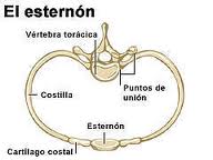 OSTEOLOGIA DEL CANINO: Esternón