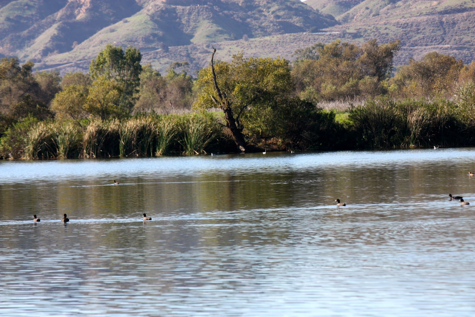 Sophia's Big Adventures: Fishing at Prado Regional Park