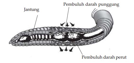 Struktur Anatomi Dan Sistem Fisiologis Cacing Tanah