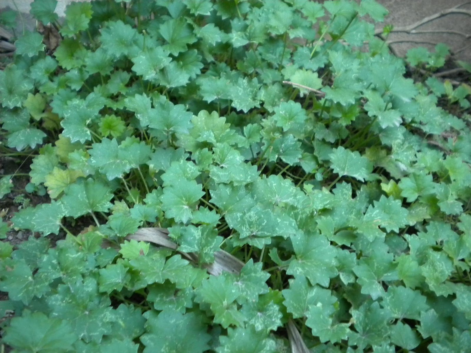 taman ramuan: pegaga