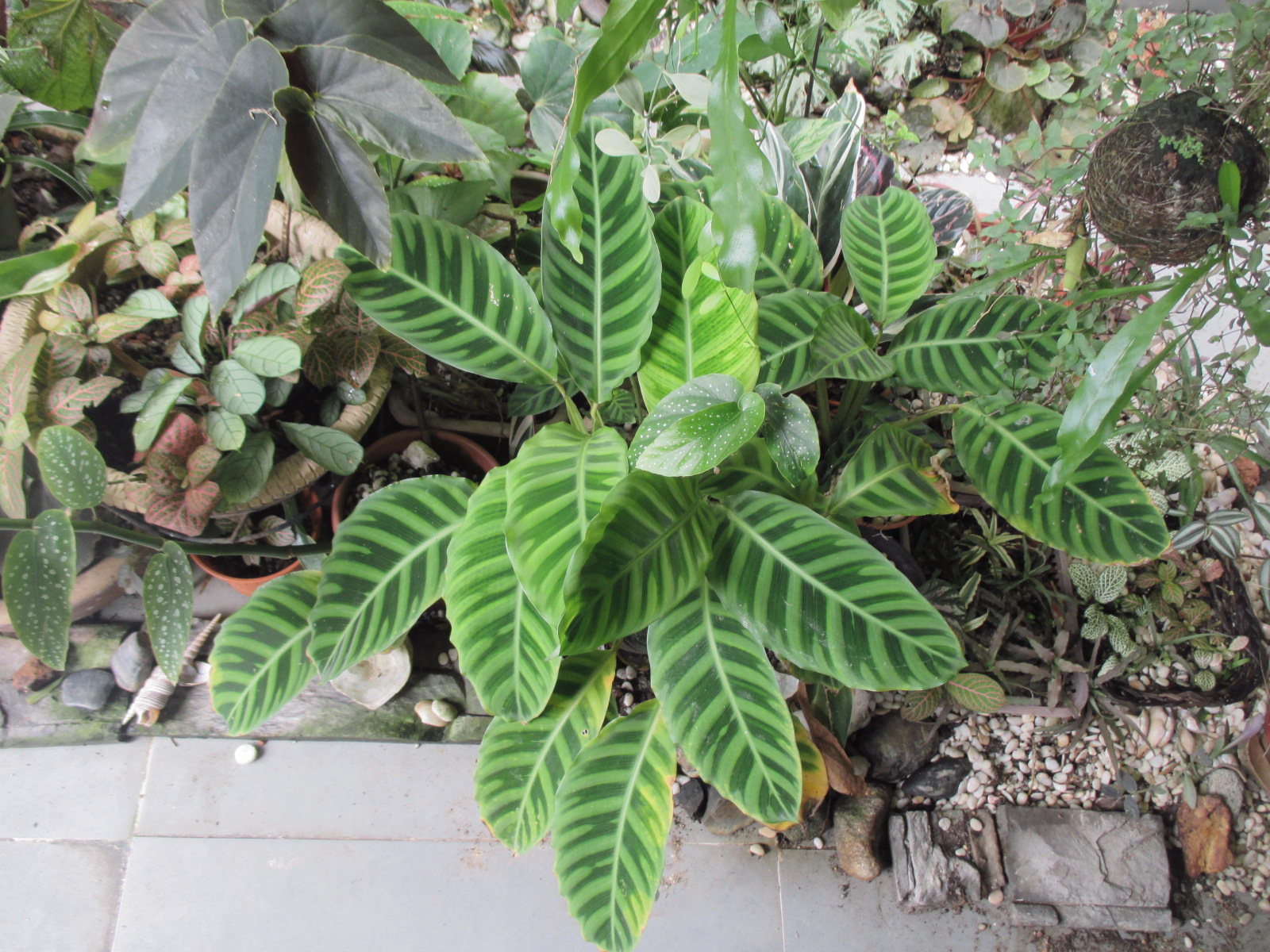 Garden Chronicles of James David: Calathea Species