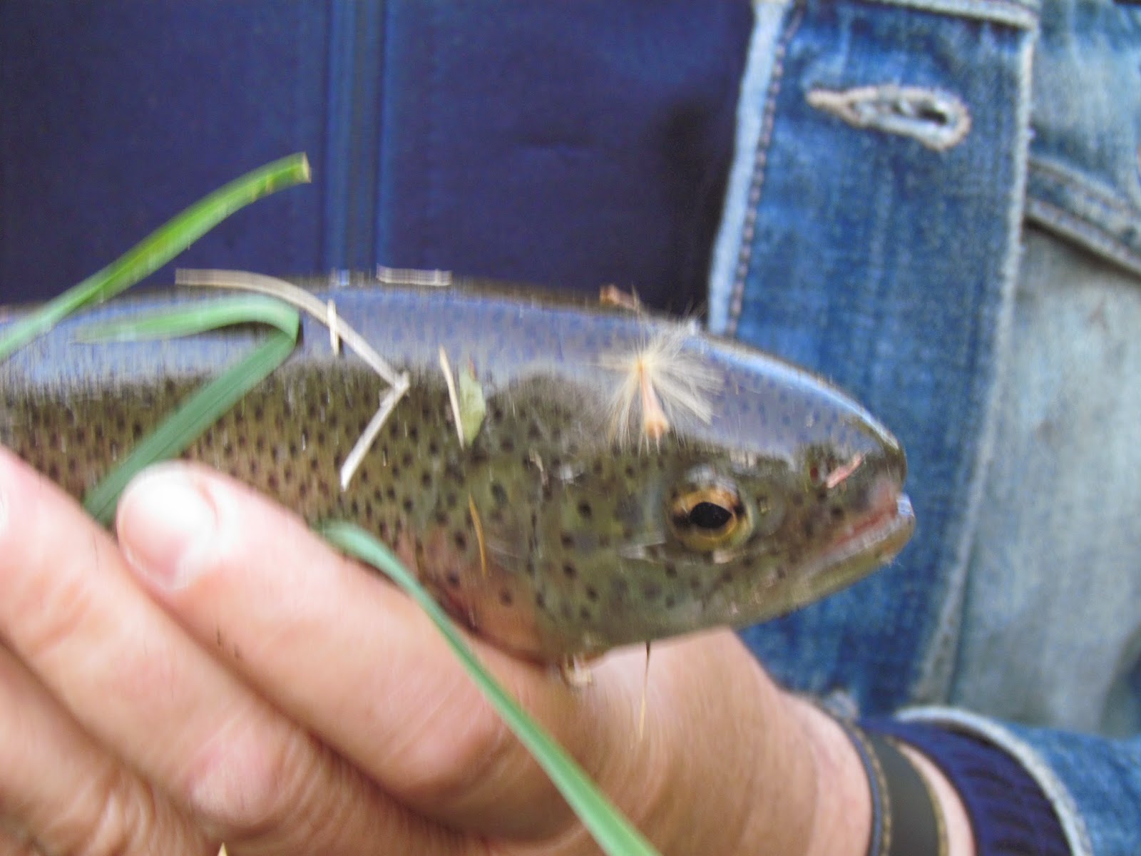 PLANTAS,ANIMALES Y PESCA: pesca de la trucha sin muerte