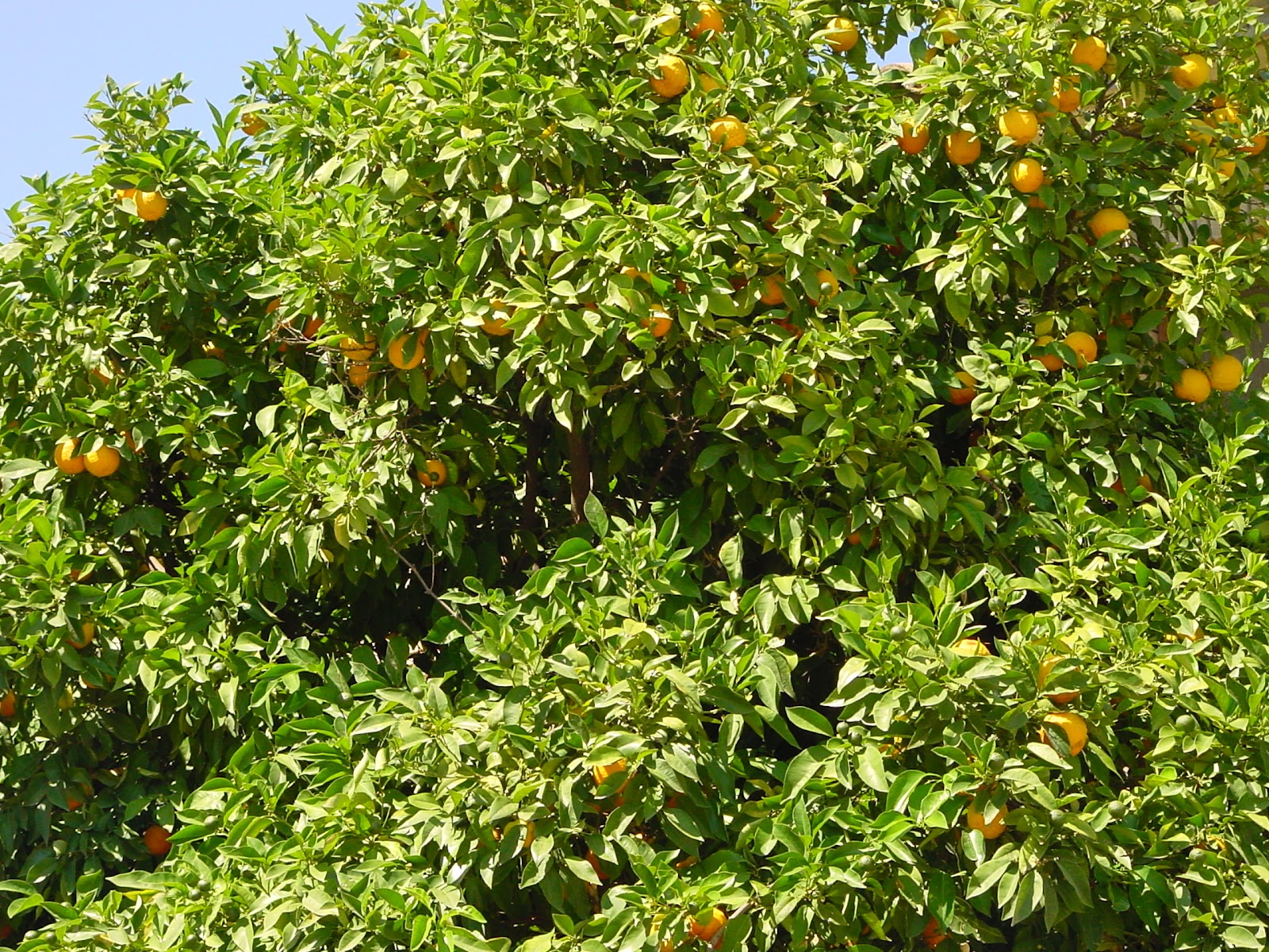 Jardineria Eladio Nonay: Jardinería Eladio Nonay: Naranjo / Citrus Auratium