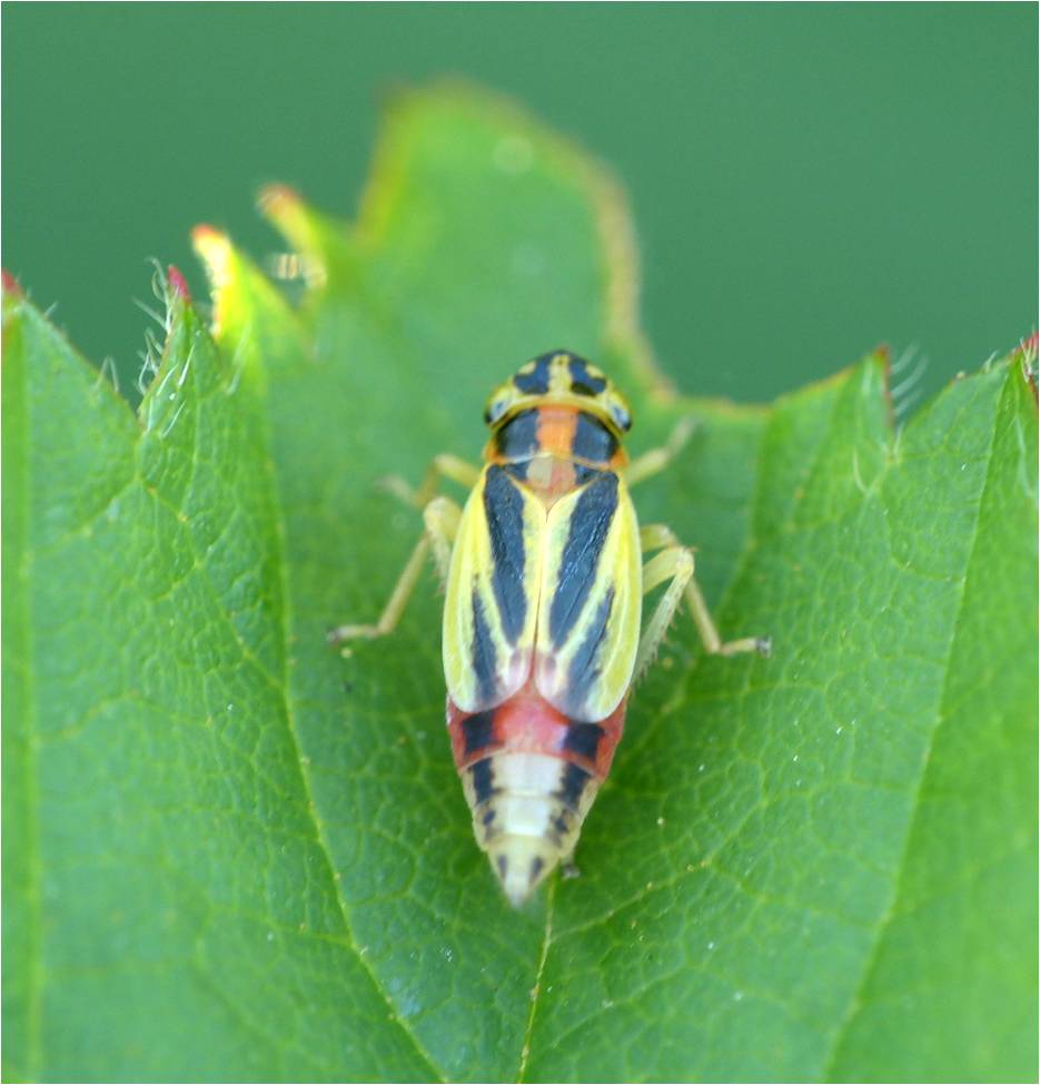 Insects of Scotland: True Bugs