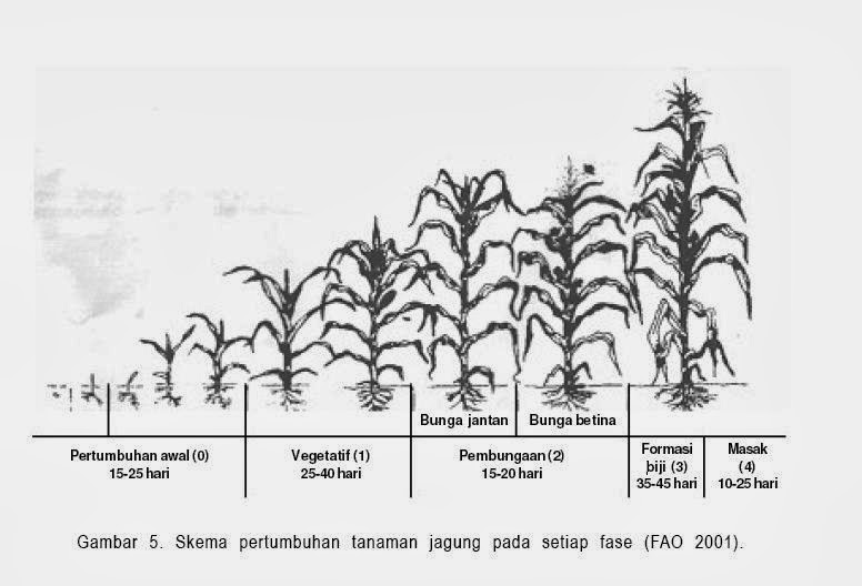 adawiiah - bLog: Laporan PENGARUH CEKAMAN AIR TERHADAP PRODUKTIVITAS ... adawiiah - bLog: Laporan PENGARUH CEKAMAN AIR TERHADAP PRODUKTIVITAS ...