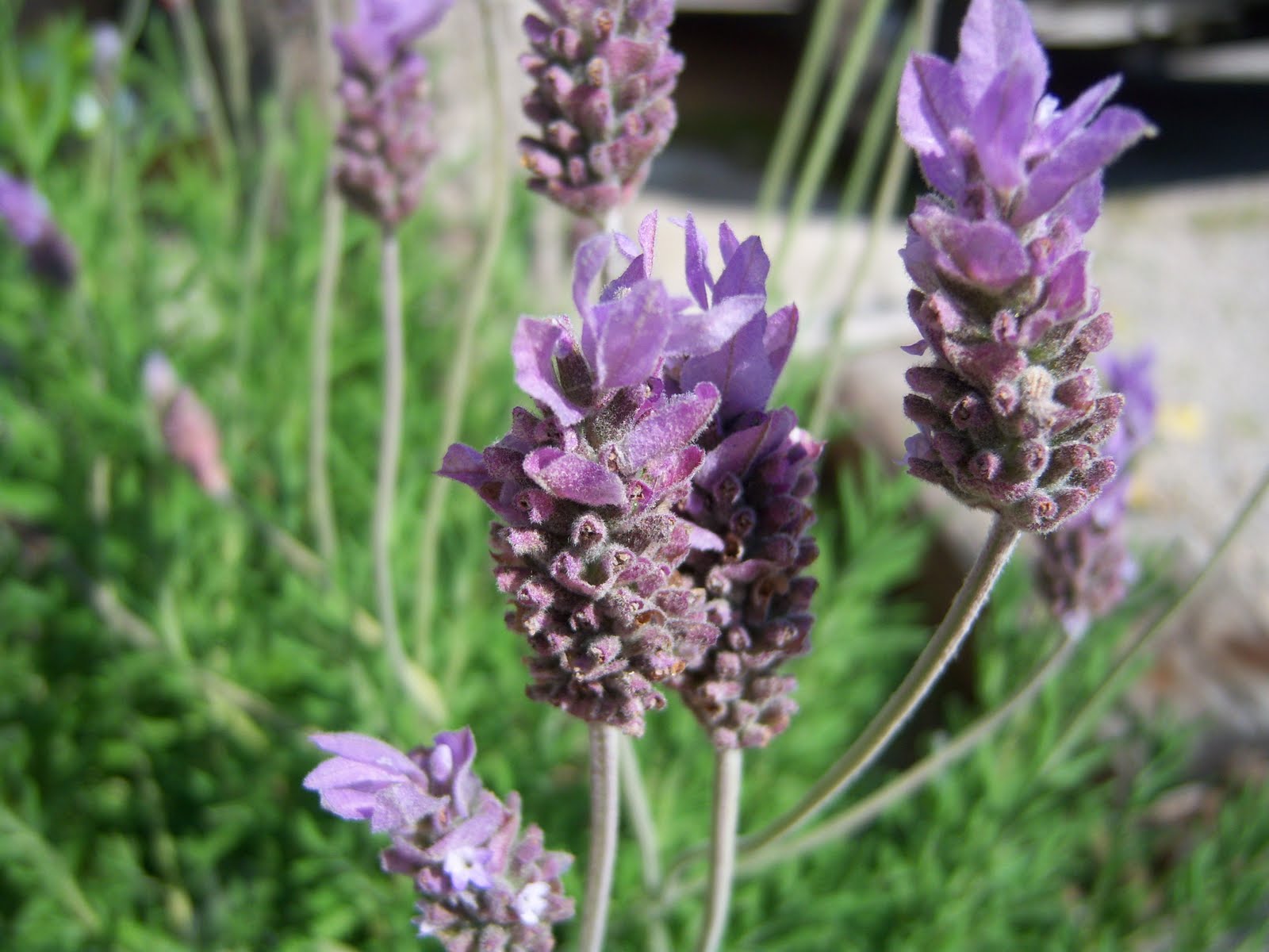 LAVANDA - BOTÀNIC SERRAT