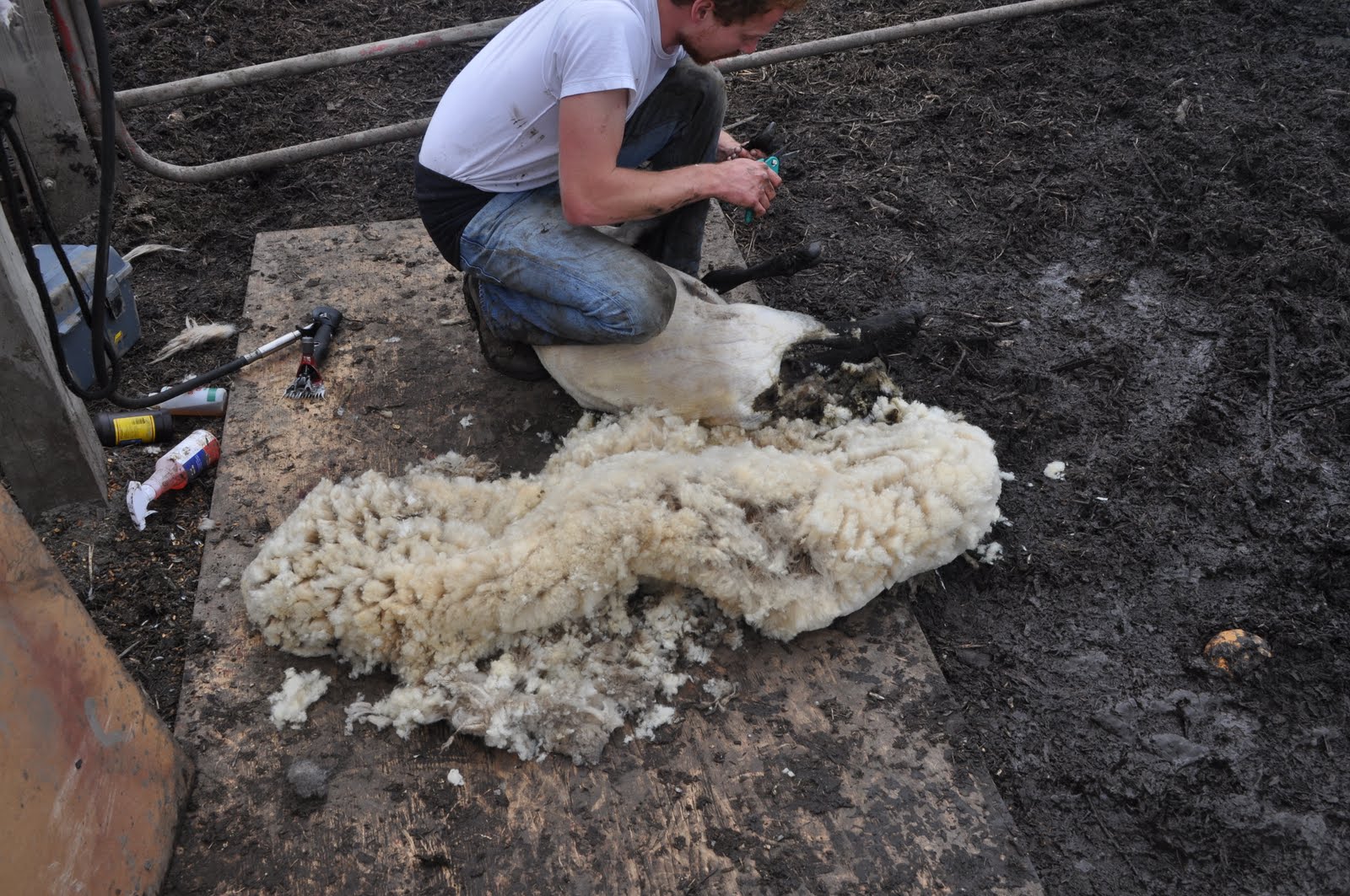 meat: Maintaining the sheep