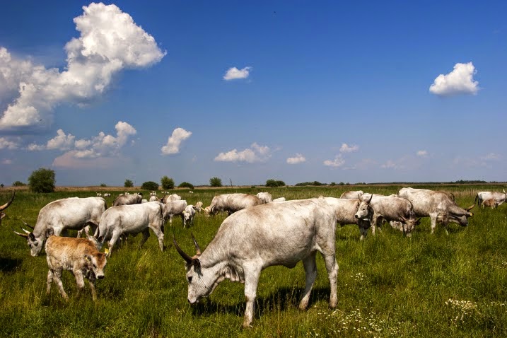 Society for Conservation Biology Europe Section: Supporting grassland ...