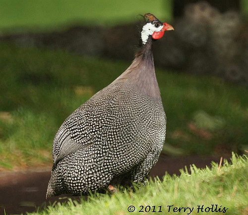 Guinea Fowl | Wildlife | The Wildlife
