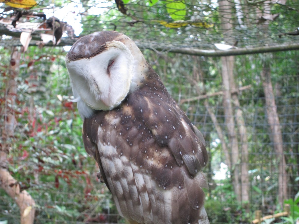 Davao City: Philippine Eagle Center | Glich's Life