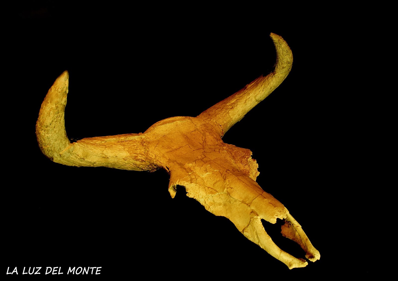 la luz del monte: EL TORO BRAVO DENTRO DE LA CULTURA.