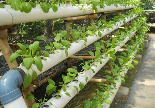 TEKNIK HIDROPONIK: SOLUSI MENYIKAPI SEMAKIN SEMPITNYA LAHAN HIJAU