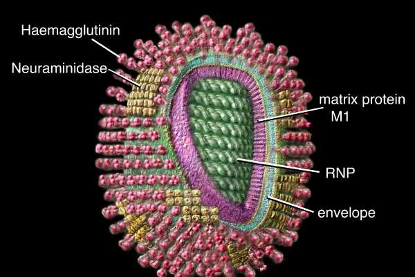 Pengertian dan Penjelasan Tentang Virus Influenza (Orthomyxovirus ...