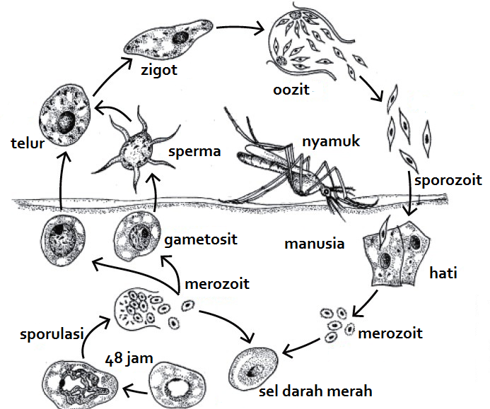 Ciri, Klasifikasi dan Peranan Protista (Protozoa, Alga, Mycota ...