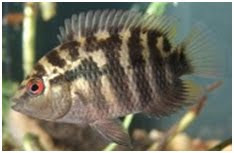 Flora y fauna emblemáticas: Chanchita