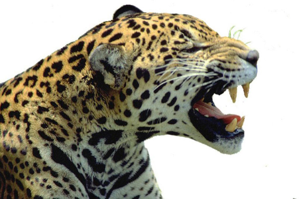 Animais e a Natureza