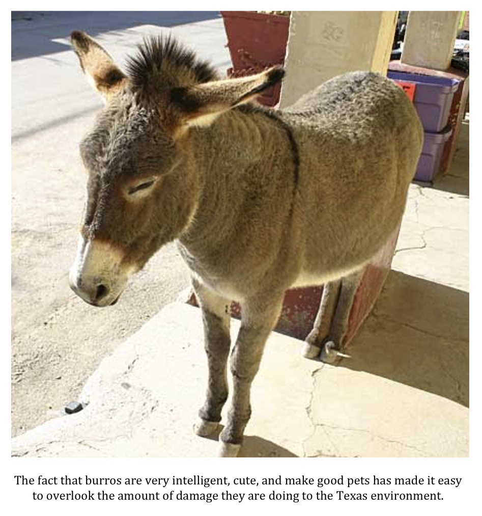 Texas Cryptid Hunter: Invasive Burros Threatening West Texas Ecology