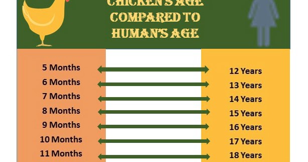 For the Love of Chickens: Comparison Chart for Chicken VS. Human Ages