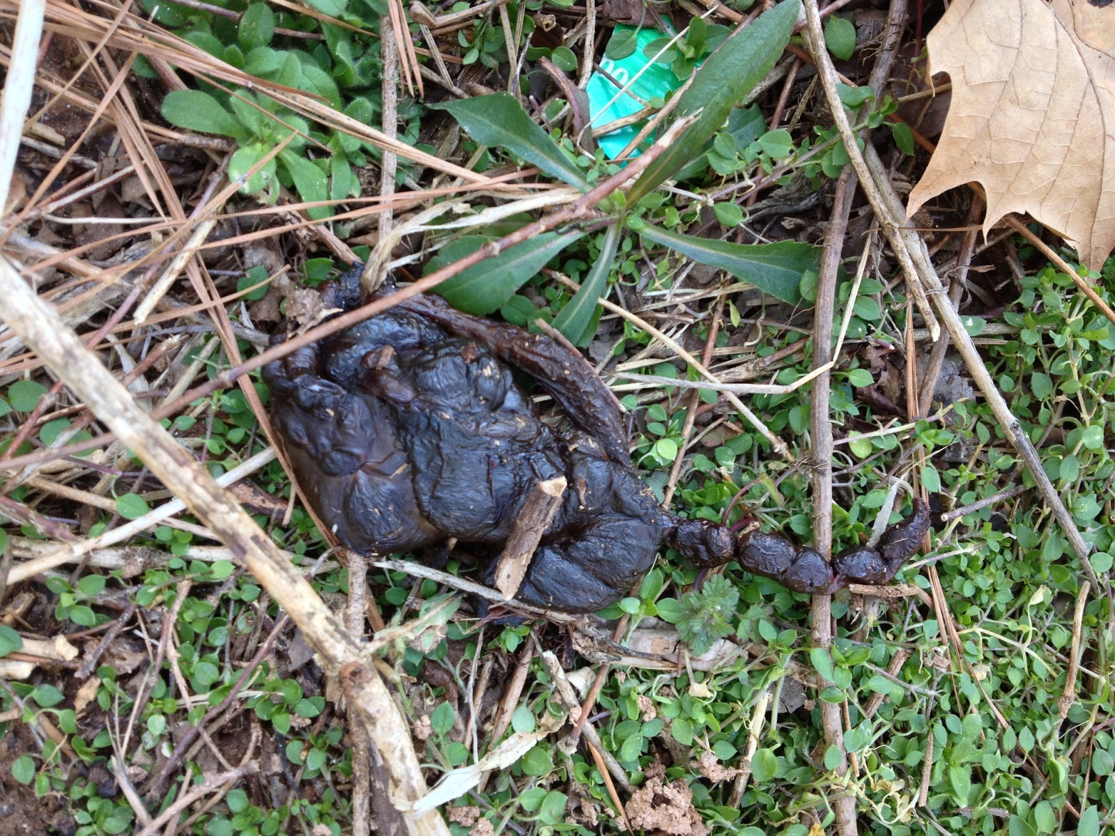 Georgia Nature Blog: The Natural History of Georgia: 3. Tracks and ...