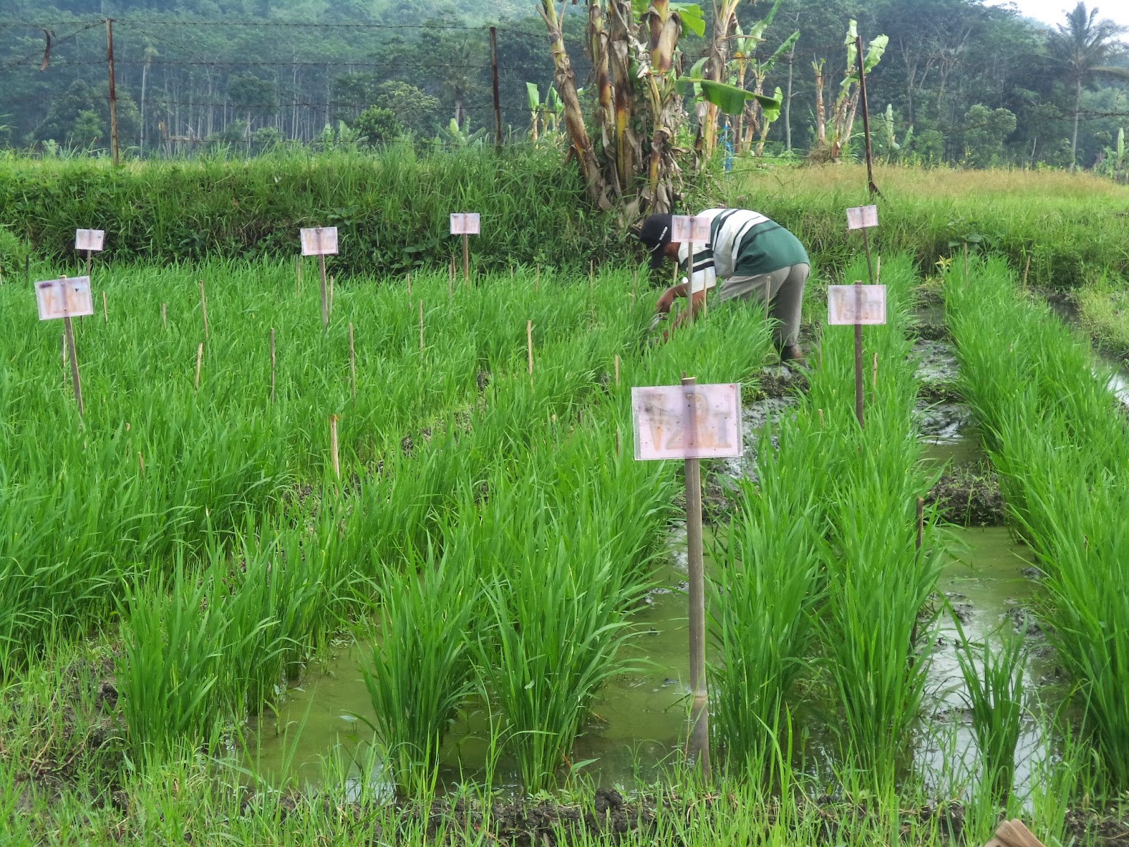 Pengenalan Agroekosistem Tanaman Padi | Catatan Aldy Forester