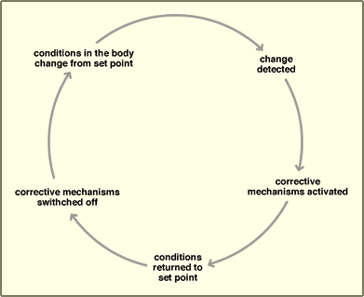#103 Negative feed back in homeostasis | Biology Notes for IGCSE 2014 ...