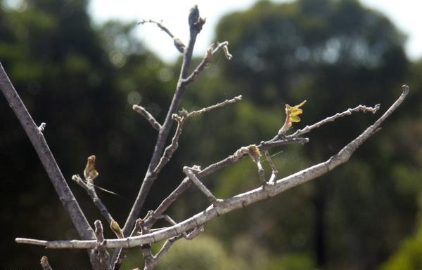 Amazing Stick Insect - Giant Stick Bug Facts, Photos, Information ...