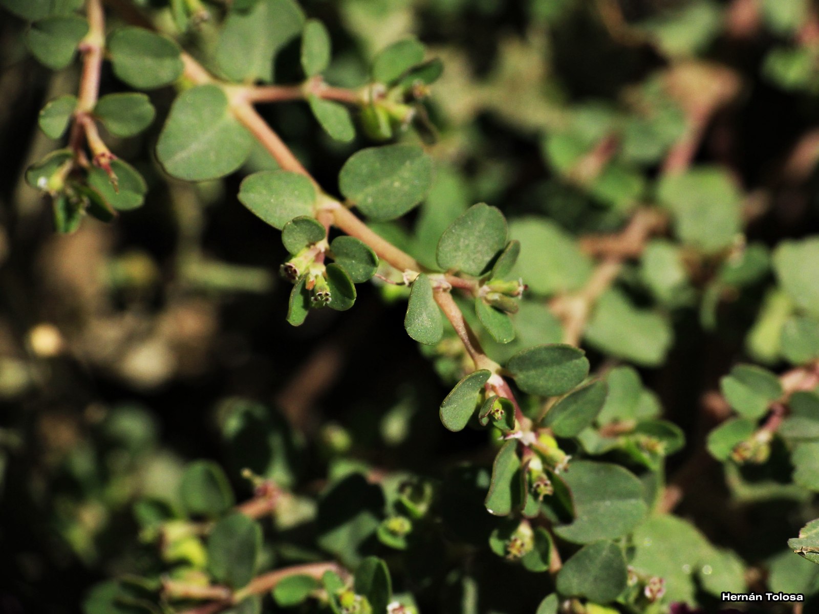 Flora Bonaerense: Yerba meona (Euphorbia serpens)