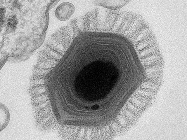 LA HORA DEL SAPO: octubre 2011