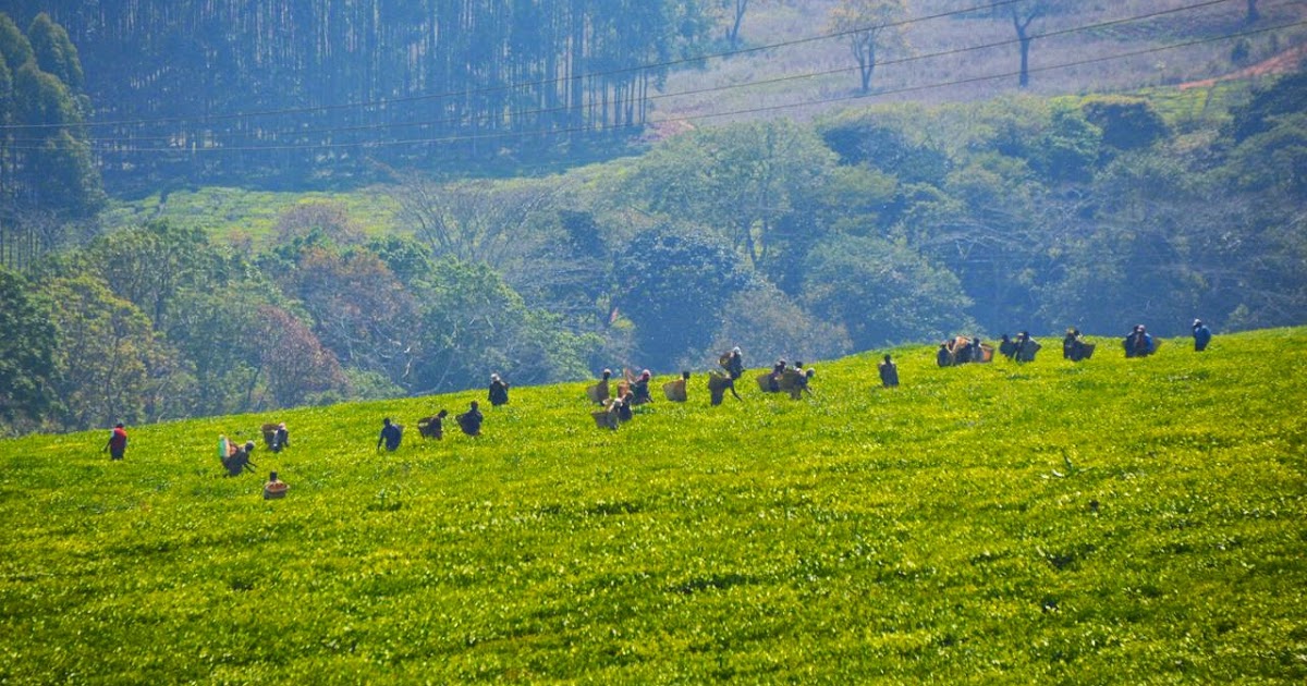 Mulanje Mountain: A road trip in Malawi
