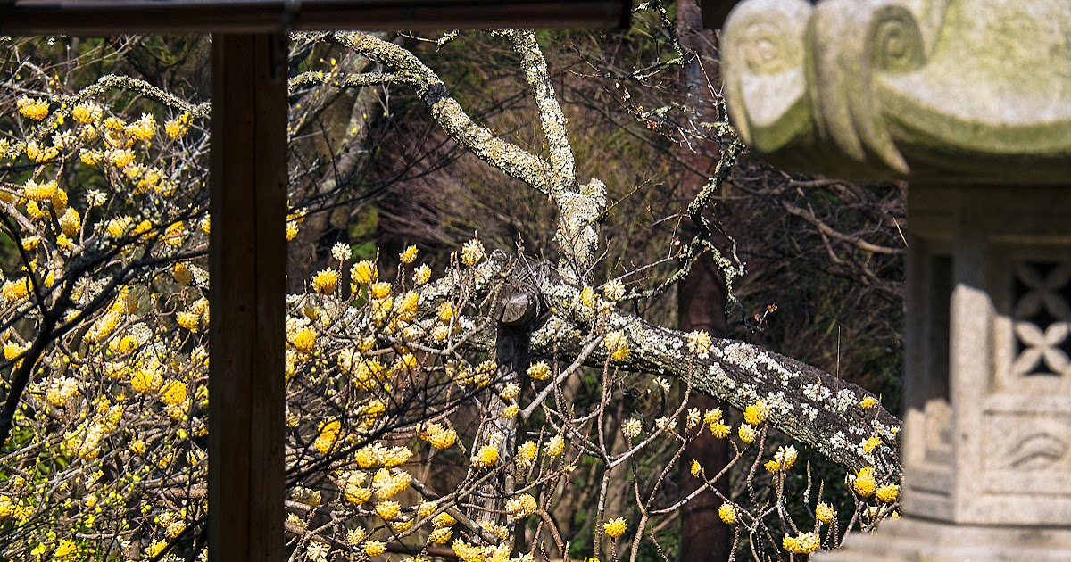 FROM THE GARDEN OF ZEN: Mitsumata (Edgeworthia chrysantha) flowers ...