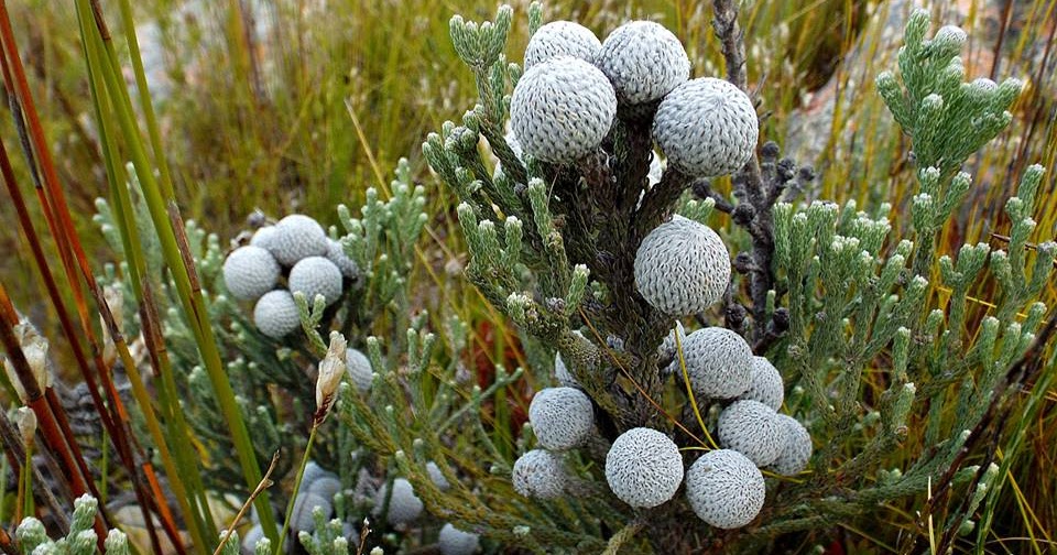 Brunia Flower Best Images Photography - Gardening