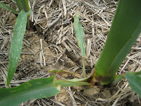Grain Crops Update: Resist Mudding in Corn... or at Least Try to ...