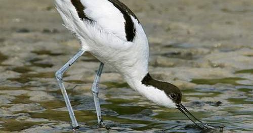 Pied avocet photos | Birds of India | Bird World